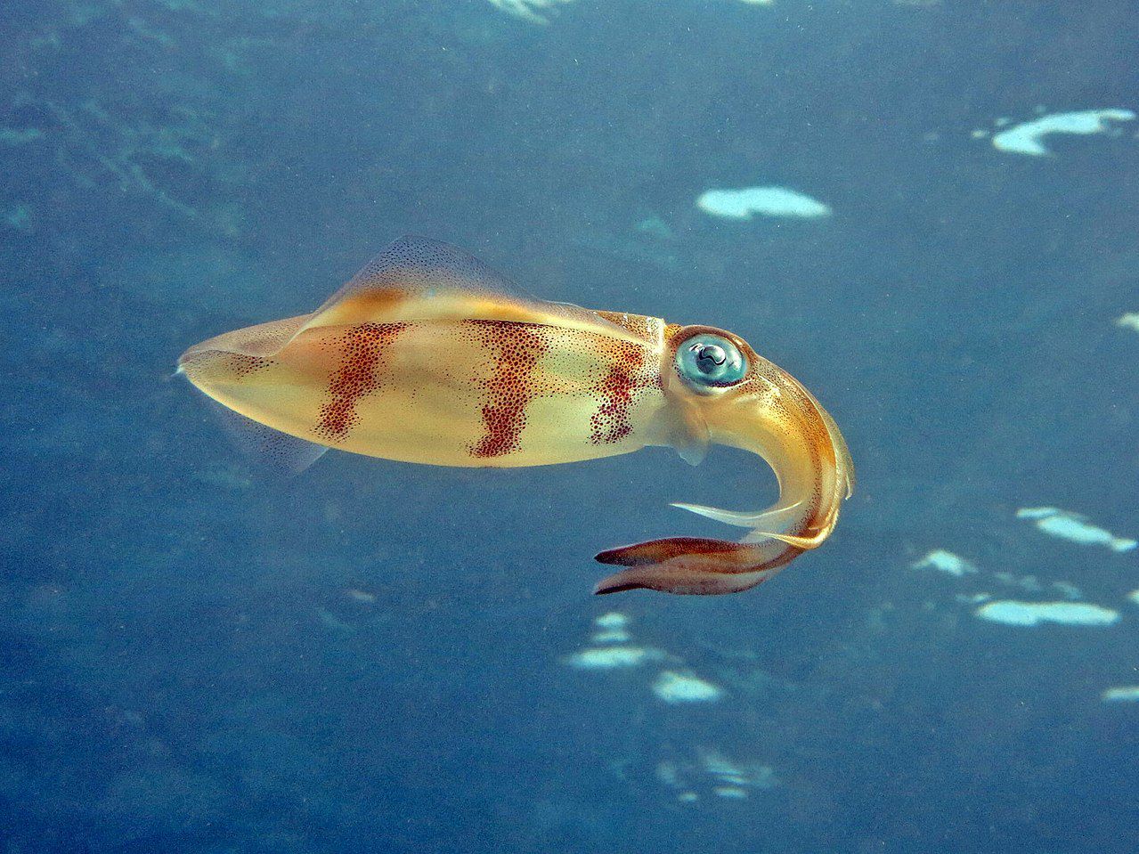 underwater squid